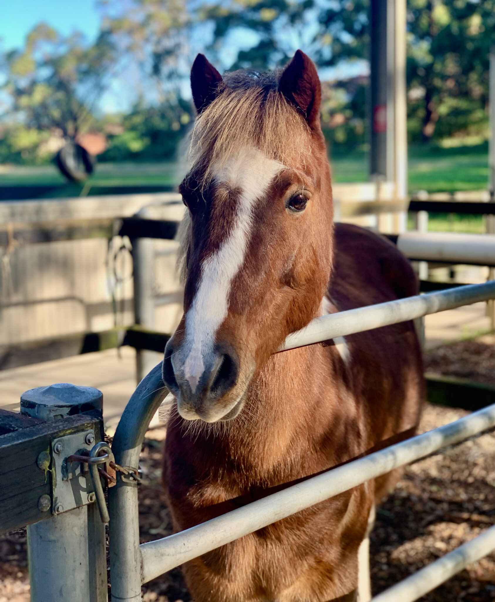 Our Horses – Riding for the Disabled Association (NSW)
